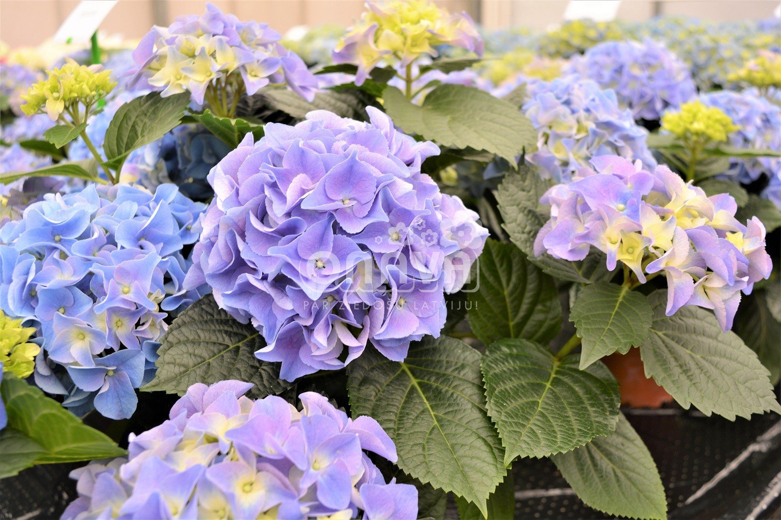 Hydrangea macrophylla Early Blue, 9,5 cm podā | Jaunstādi | Onava.lv