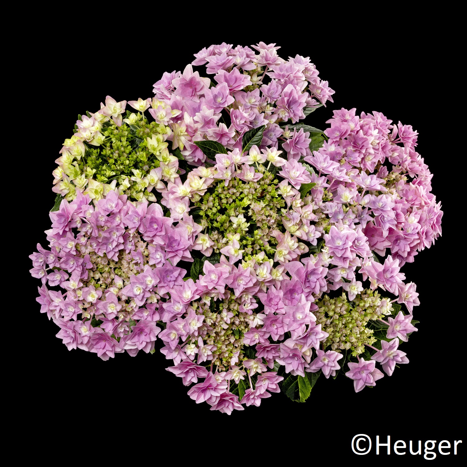Hydrangea macrophylla Floria Pink, 17 cm podā | Jaunstādi | Onava.lv