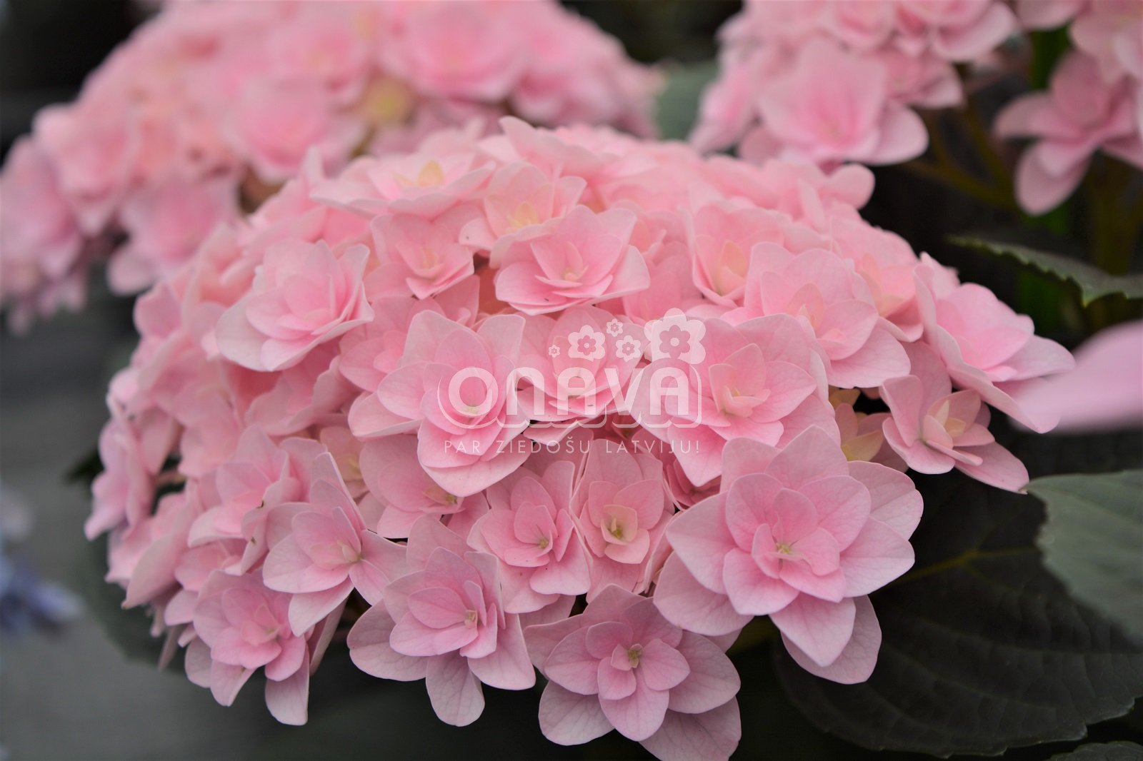 Hydrangea macrophylla Florentina Pink, 17 cm podā | Jaunstādi | Onava.lv