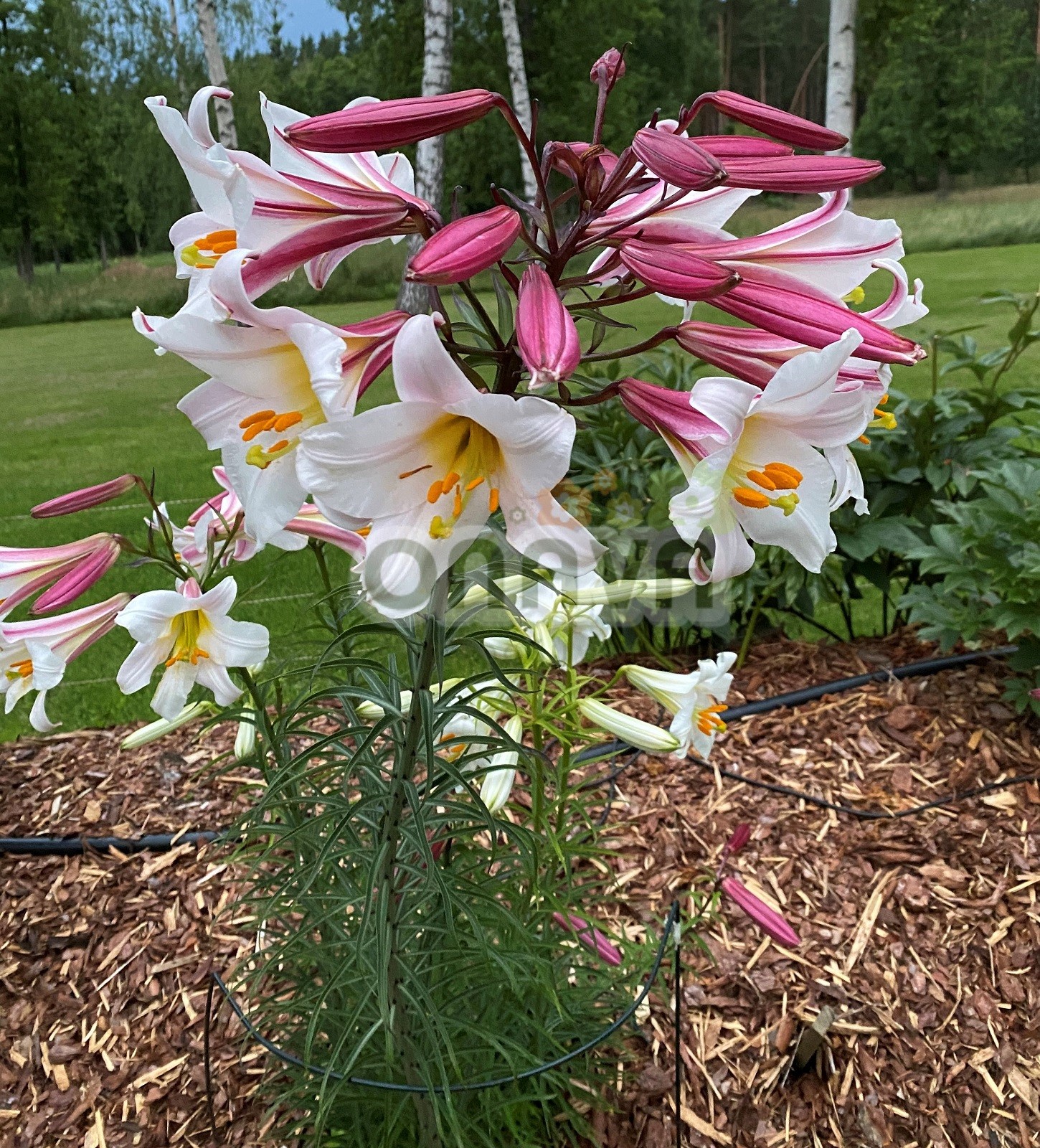 Lilium regale | Sīpolpuķes | Onava.lv