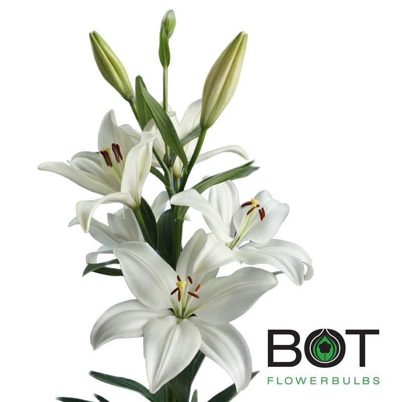 Lilium LA Bright Diamond | Sīpolpuķes | Onava.lv