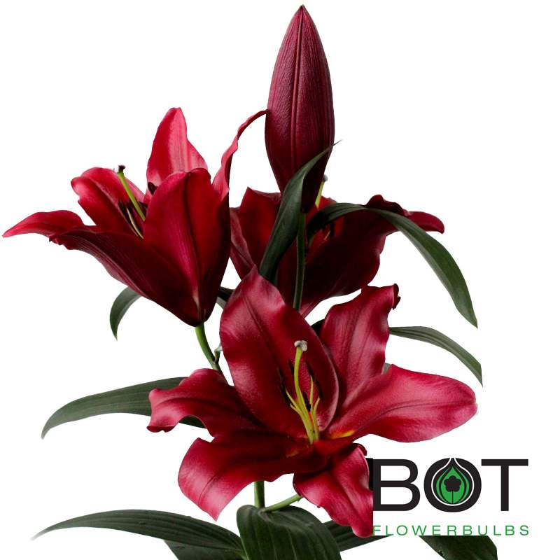 Lilium OT Lasting Love | Sīpolpuķes | Onava.lv