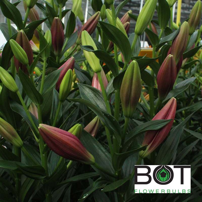 Lilium LA Lively | Sīpolpuķes | Onava.lv
