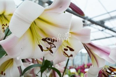 Lilium OT Eastern Moon | Sīpolpuķes | Onava.lv