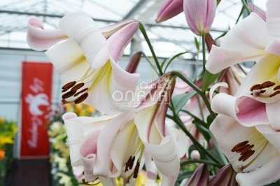 Lilium OT Eastern Moon | Sīpolpuķes | Onava.lv