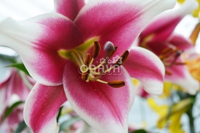 Lilium OT Friso | Sīpolpuķes | Onava.lv