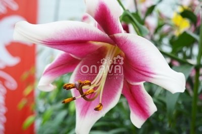 Lilium OT Friso | Sīpolpuķes | Onava.lv