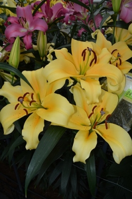 Lilium OT Shine On | Sīpolpuķes | Onava.lv