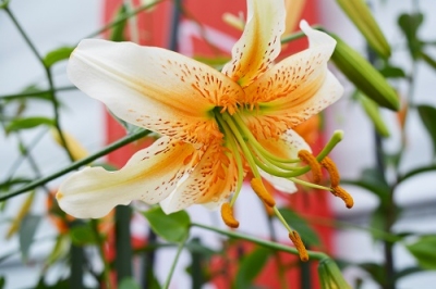 Lilium AZT Lady Alice | Sīpolpuķes | Onava.lv