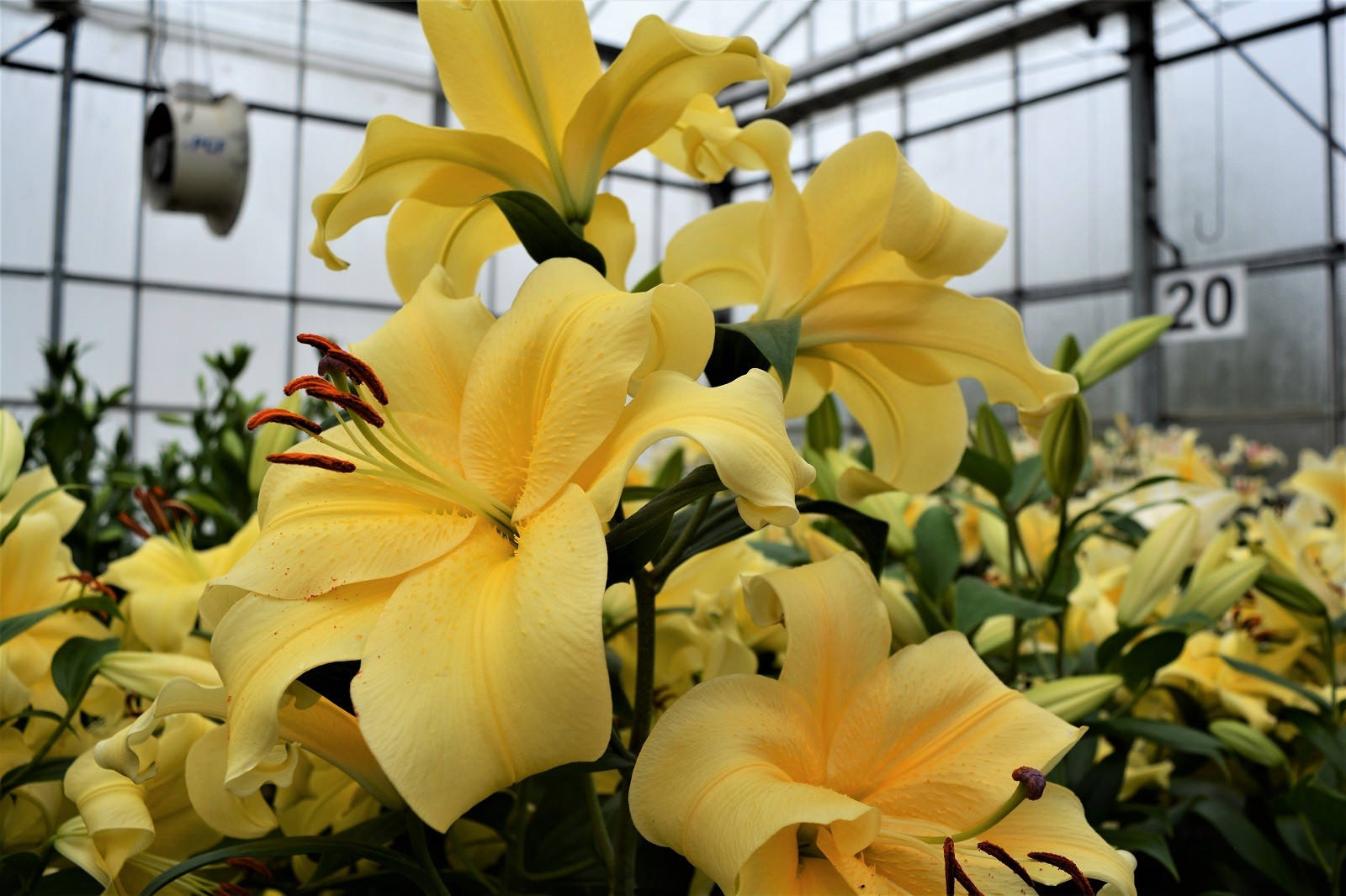 Lilium OT Eldoret | Sīpolpuķes | Onava.lv