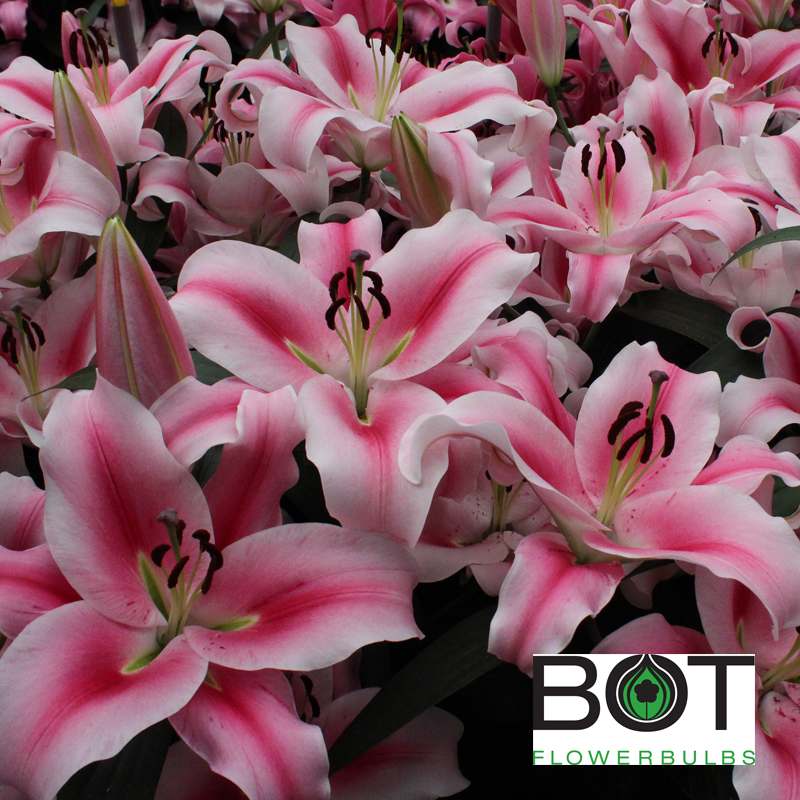 Lilium OT Frontera | Sīpolpuķes | Onava.lv