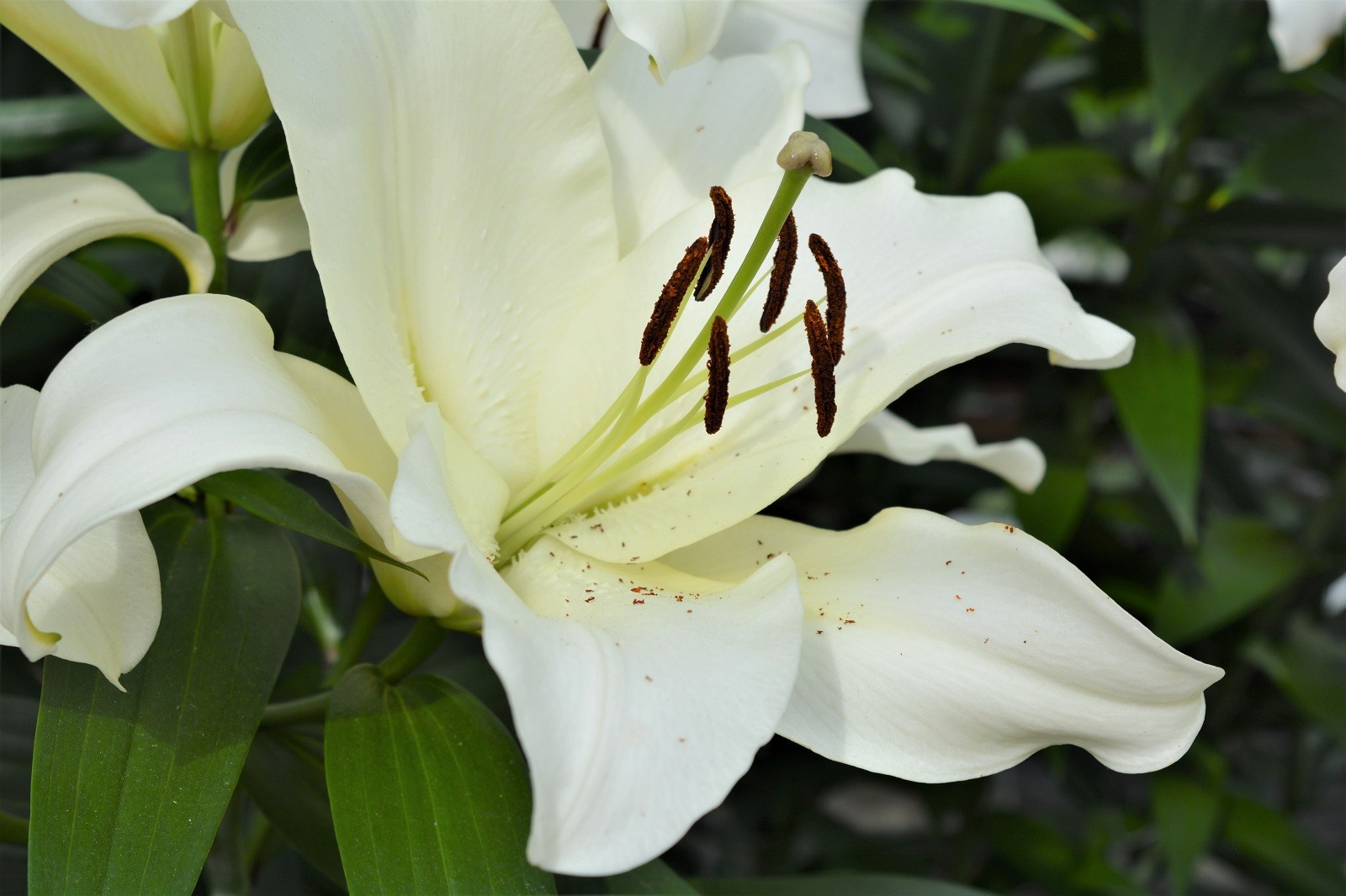 Lilium OT Monte Bianco | Sīpolpuķes | Onava.lv