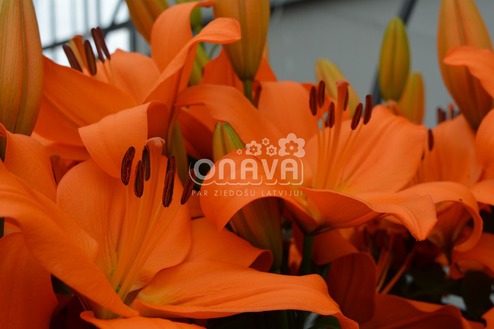 Lilium LA Cortona | Sīpolpuķes | Onava.lv