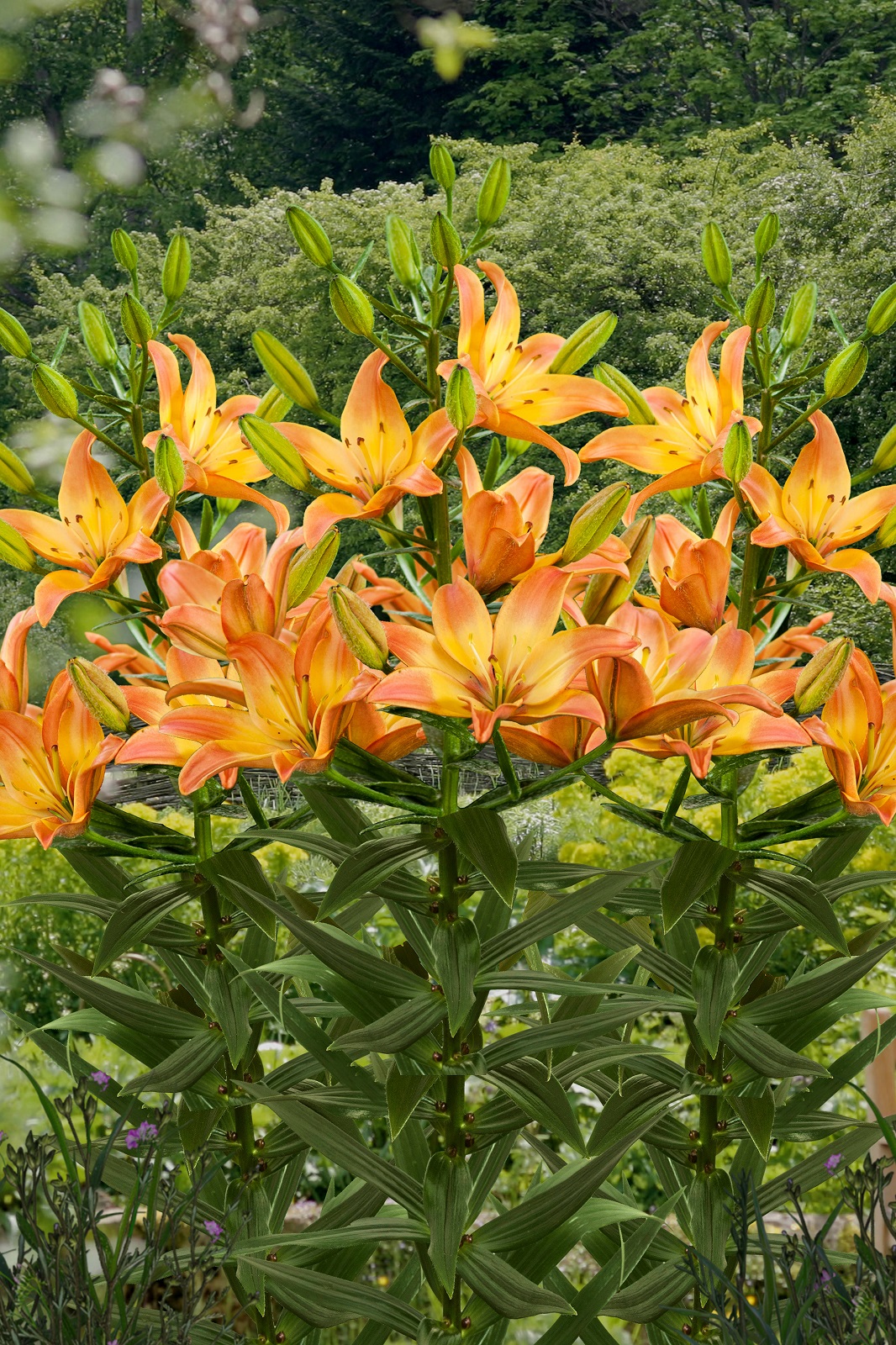 Lilium AZ Easy Fantasy | Sīpolpuķes | Onava.lv