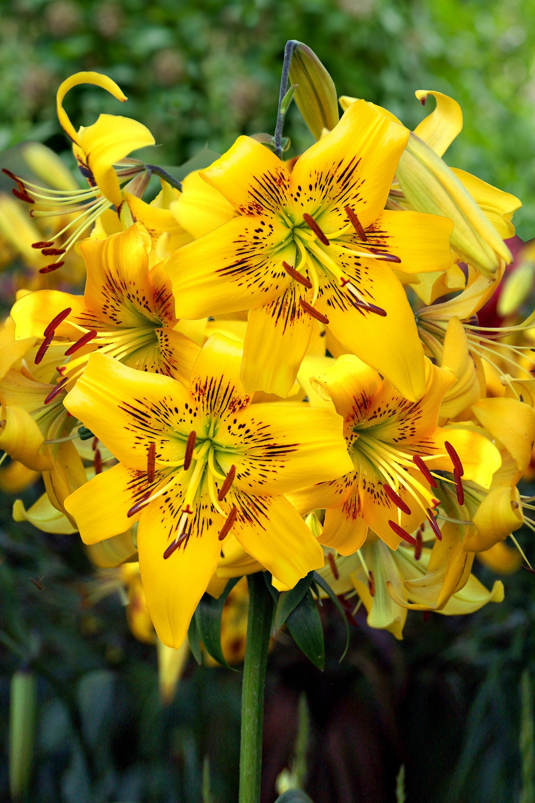 Lilium AZ Yellow Bruse | Sīpolpuķes | Onava.lv