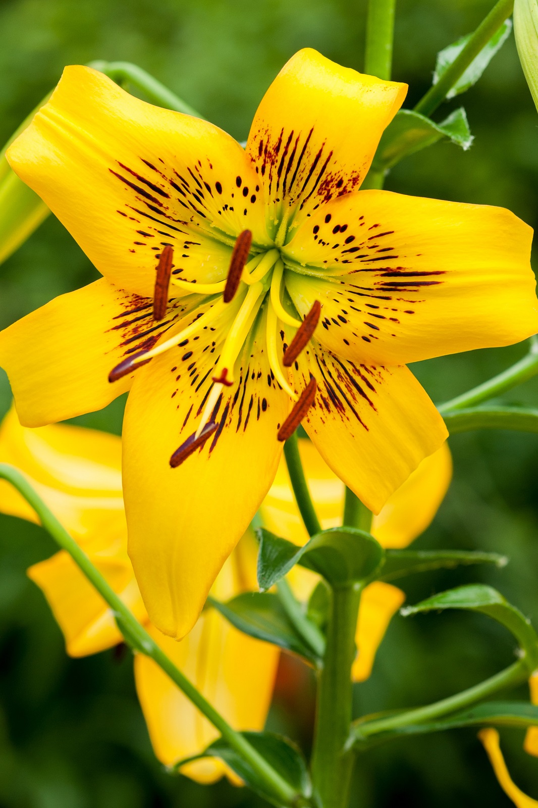Lilium AZ Yellow Bruse | Sīpolpuķes | Onava.lv