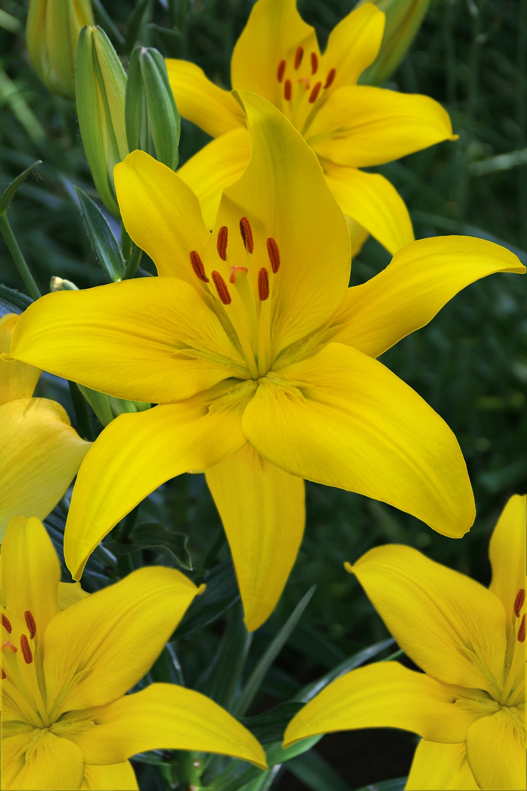 Lilium AZ Yellow County | Sīpolpuķes | Onava.lv
