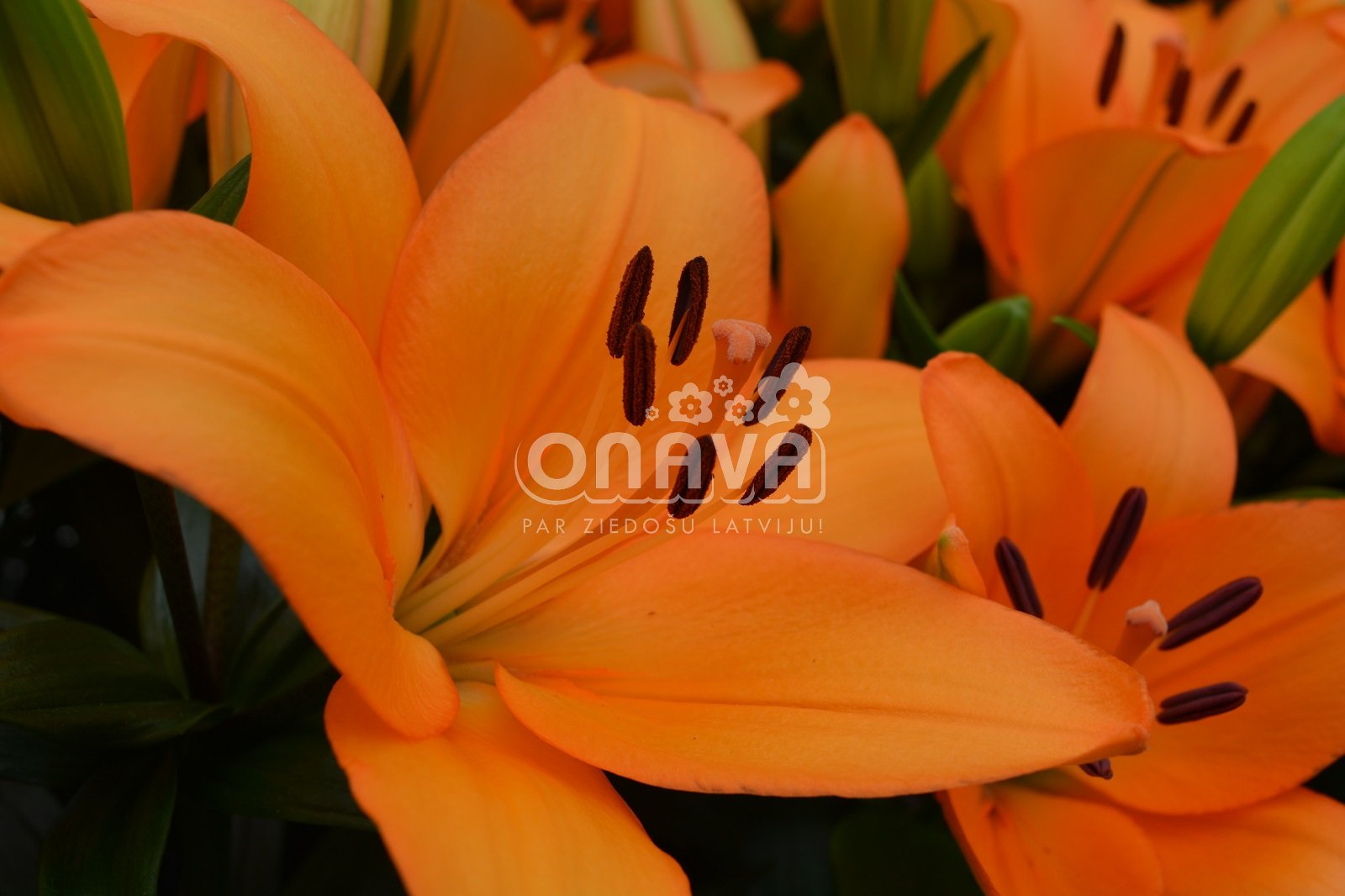 Lilium LA Caesars Palace | Sīpolpuķes | Onava.lv