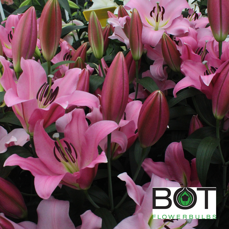 Lilium OT Gracefull | Sīpolpuķes | Onava.lv