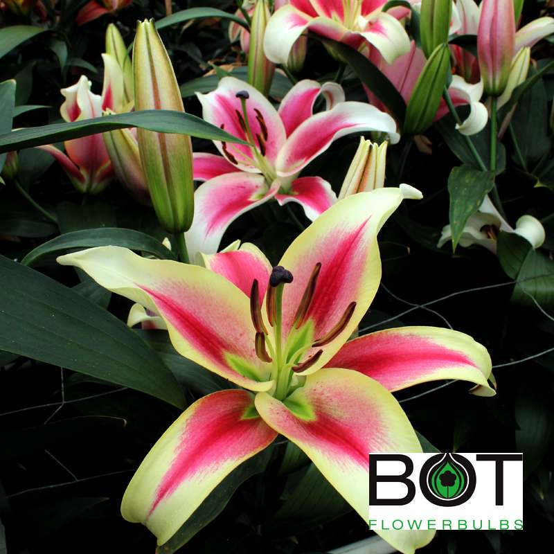 Lilium OT Candy Club | Sīpolpuķes | Onava.lv