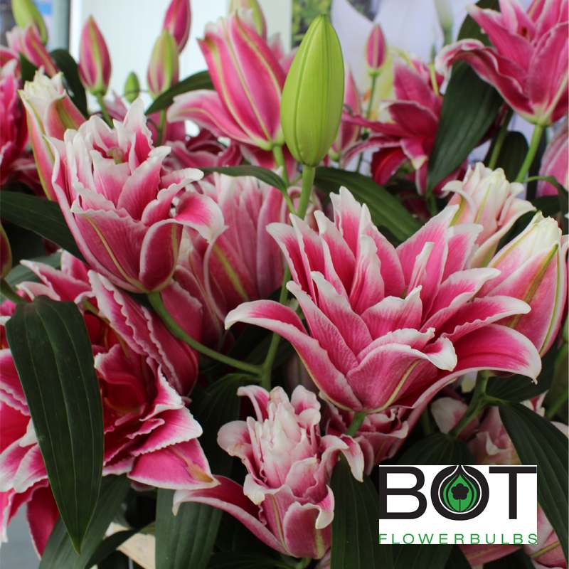 Lilium OR Double Fantasy | Sīpolpuķes | Onava.lv