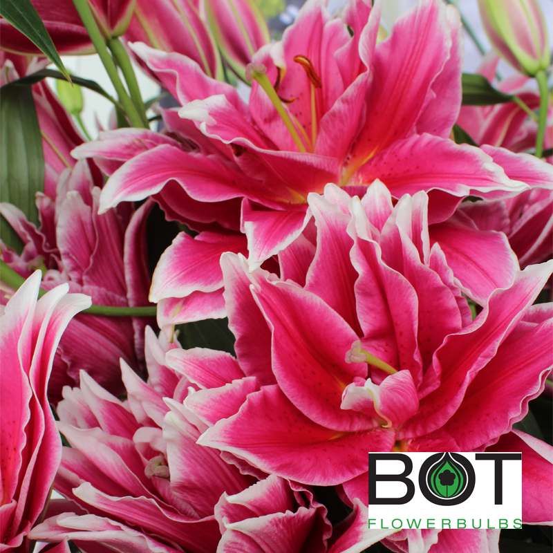 Lilium OR Double Fantasy | Sīpolpuķes | Onava.lv