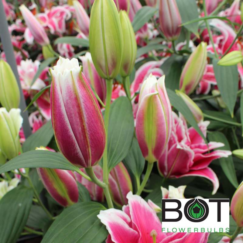 Lilium OR Double Fantasy | Sīpolpuķes | Onava.lv