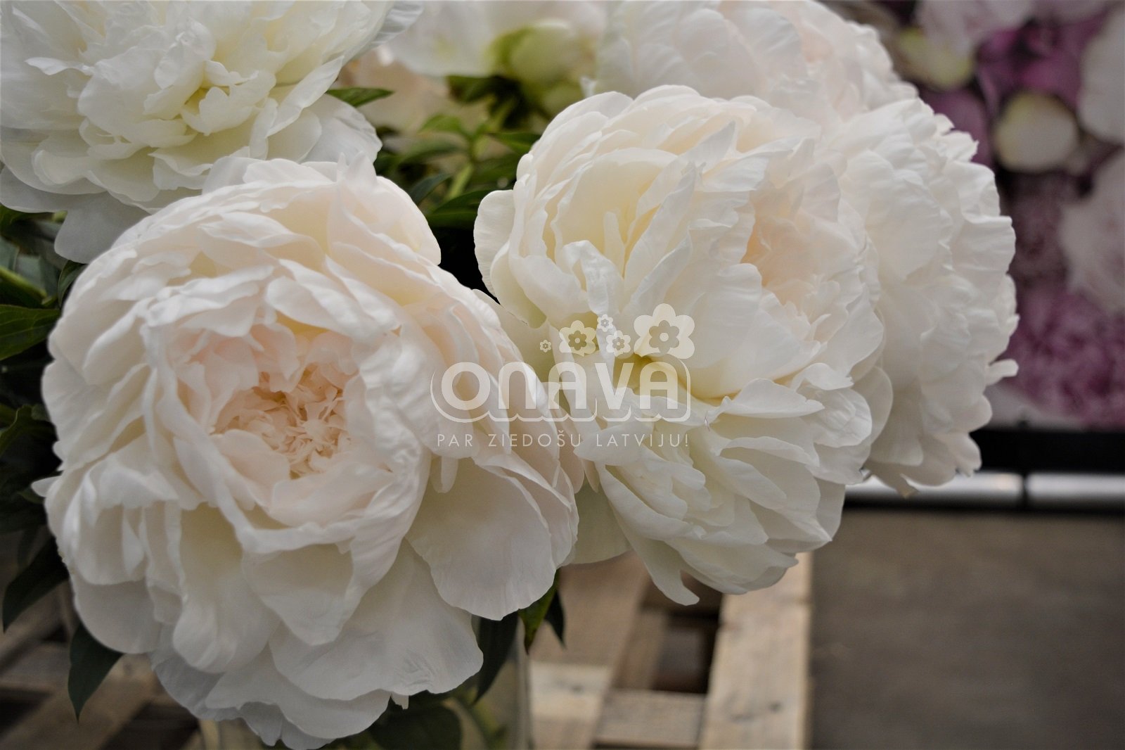 Paeonia lactiflora Puffed Cotton 4/6 | Sīpolpuķes | Onava.lv