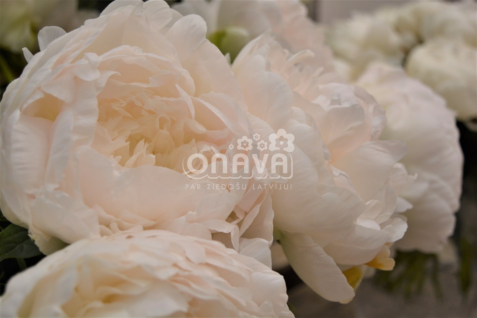 Paeonia lactiflora Puffed Cotton 4/6 | Sīpolpuķes | Onava.lv