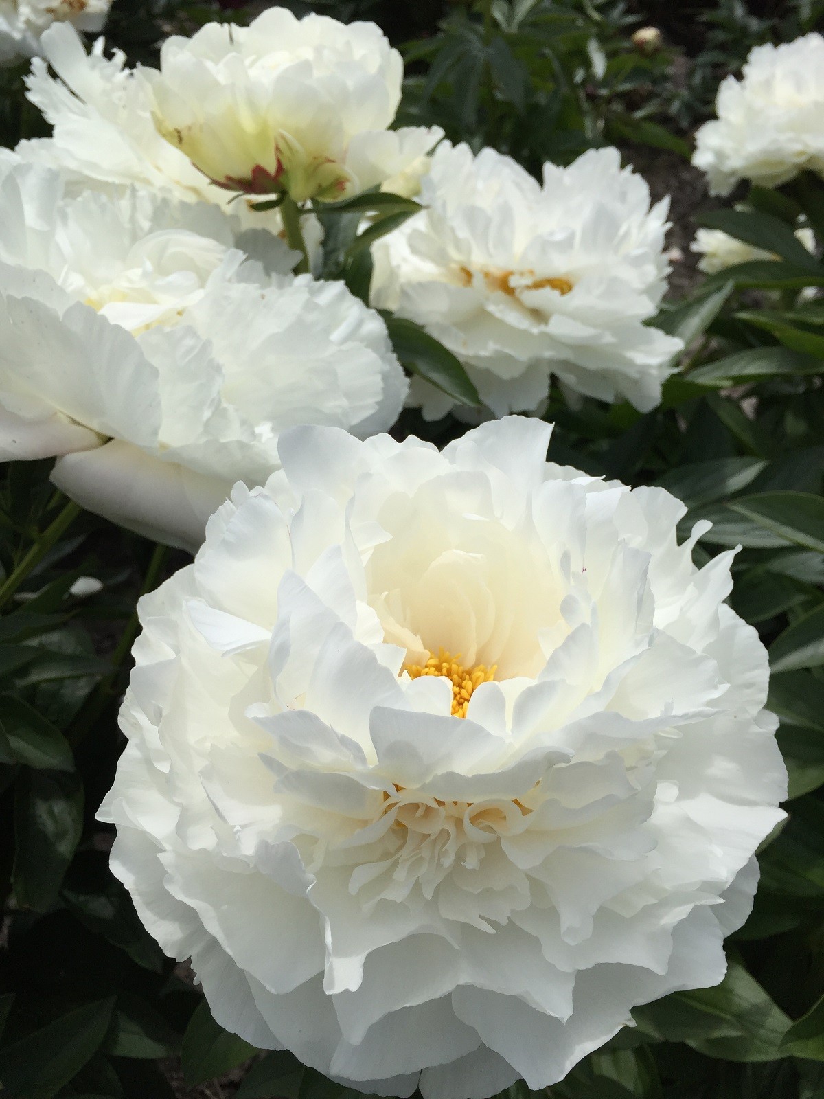 Paeonia lactiflora Snow Princess 3/5 | Sīpolpuķes | Onava.lv