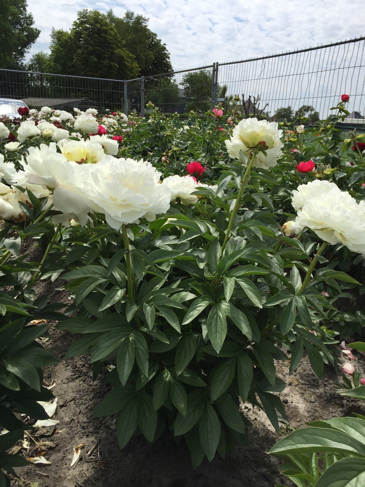 Paeonia lactiflora Snow Princess 3/5 | Sīpolpuķes | Onava.lv