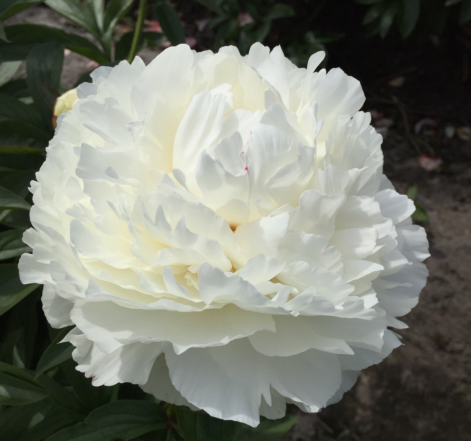 Paeonia lactiflora Snow Princess 3/5 | Sīpolpuķes | Onava.lv