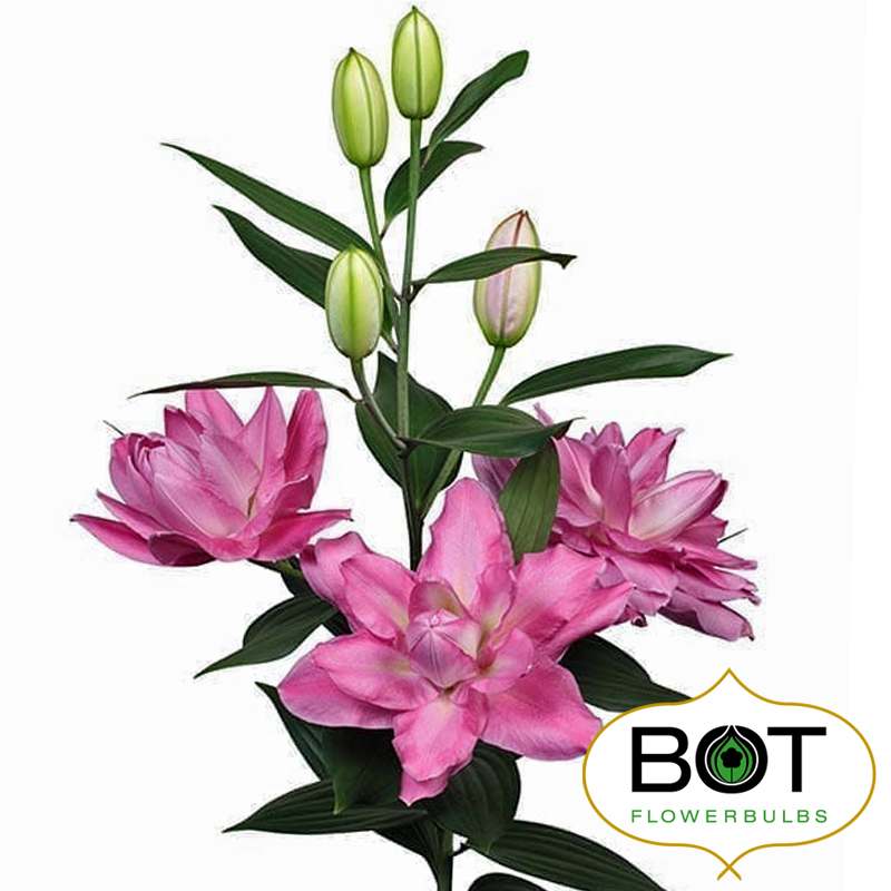 Lilium OR Visione | Sīpolpuķes | Onava.lv