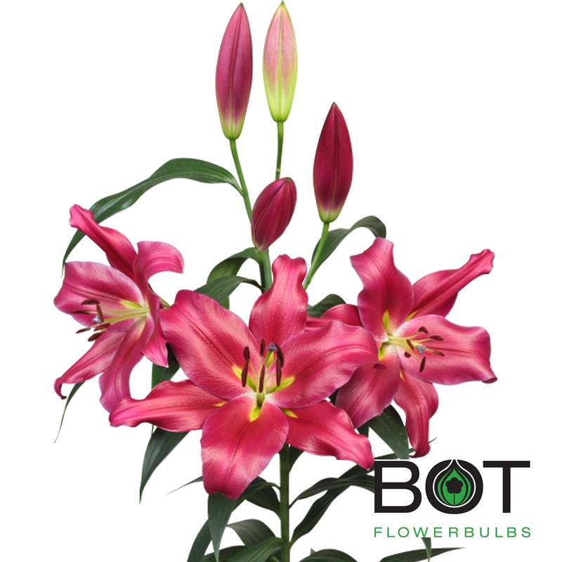 Lilium OT Altesino | Sīpolpuķes | Onava.lv