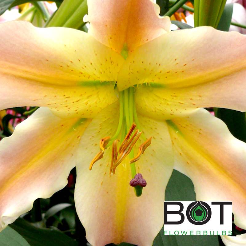 Lilium OT Elusive | Sīpolpuķes | Onava.lv