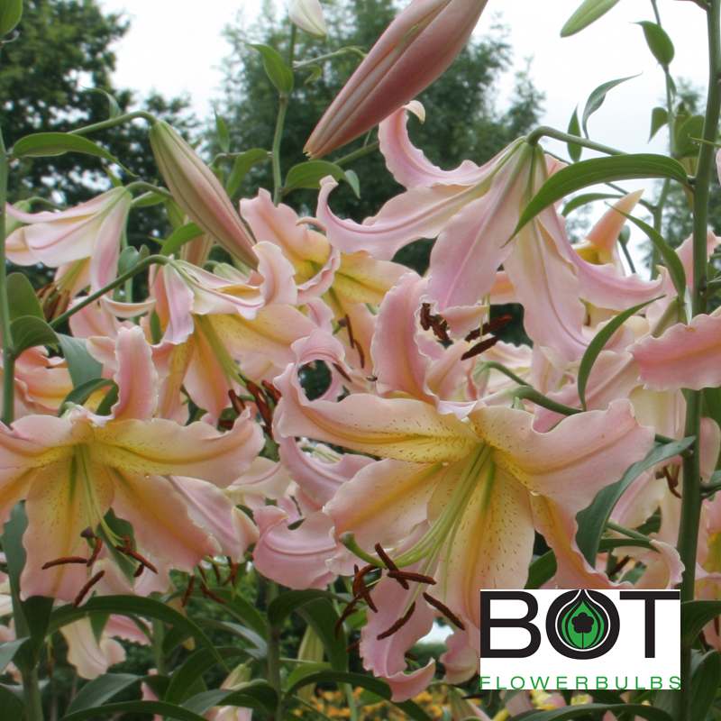 Lilium OT Elusive | Sīpolpuķes | Onava.lv