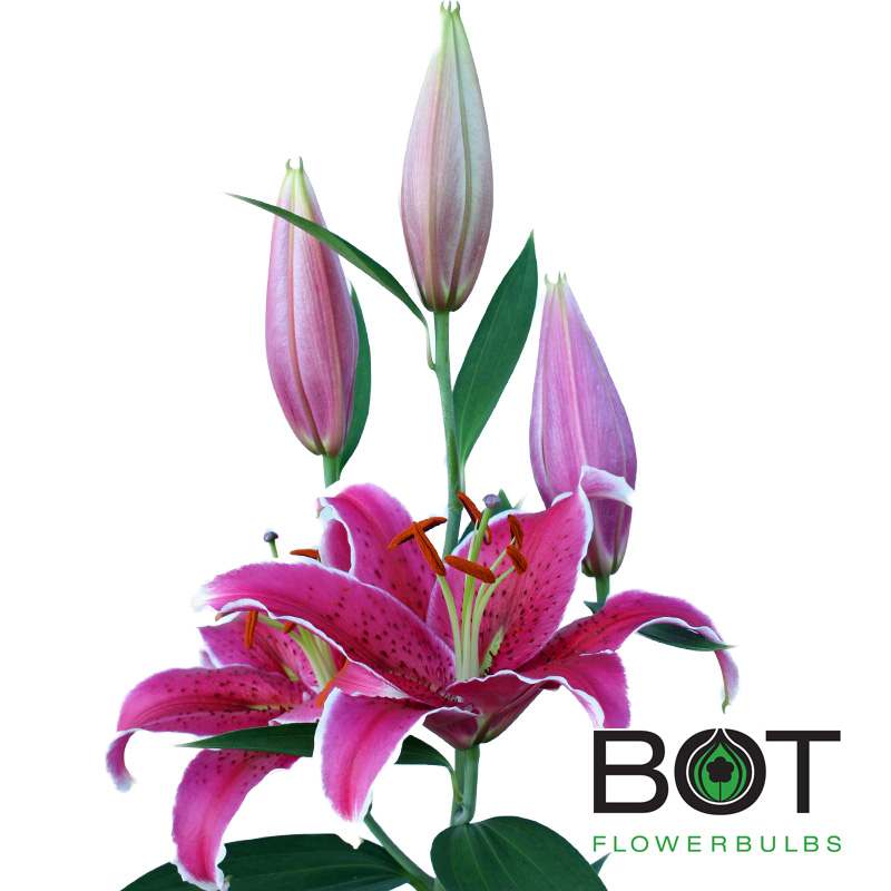 Lilium OR Curie | Sīpolpuķes | Onava.lv