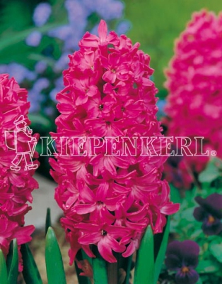 Hyacinthus orientalis Jan Bos 16/17 | Sīpolpuķes | Onava.lv