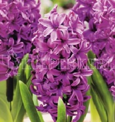 Hyacinthus orientalis Miss Saigon 16/17 | Sīpolpuķes | Onava.lv