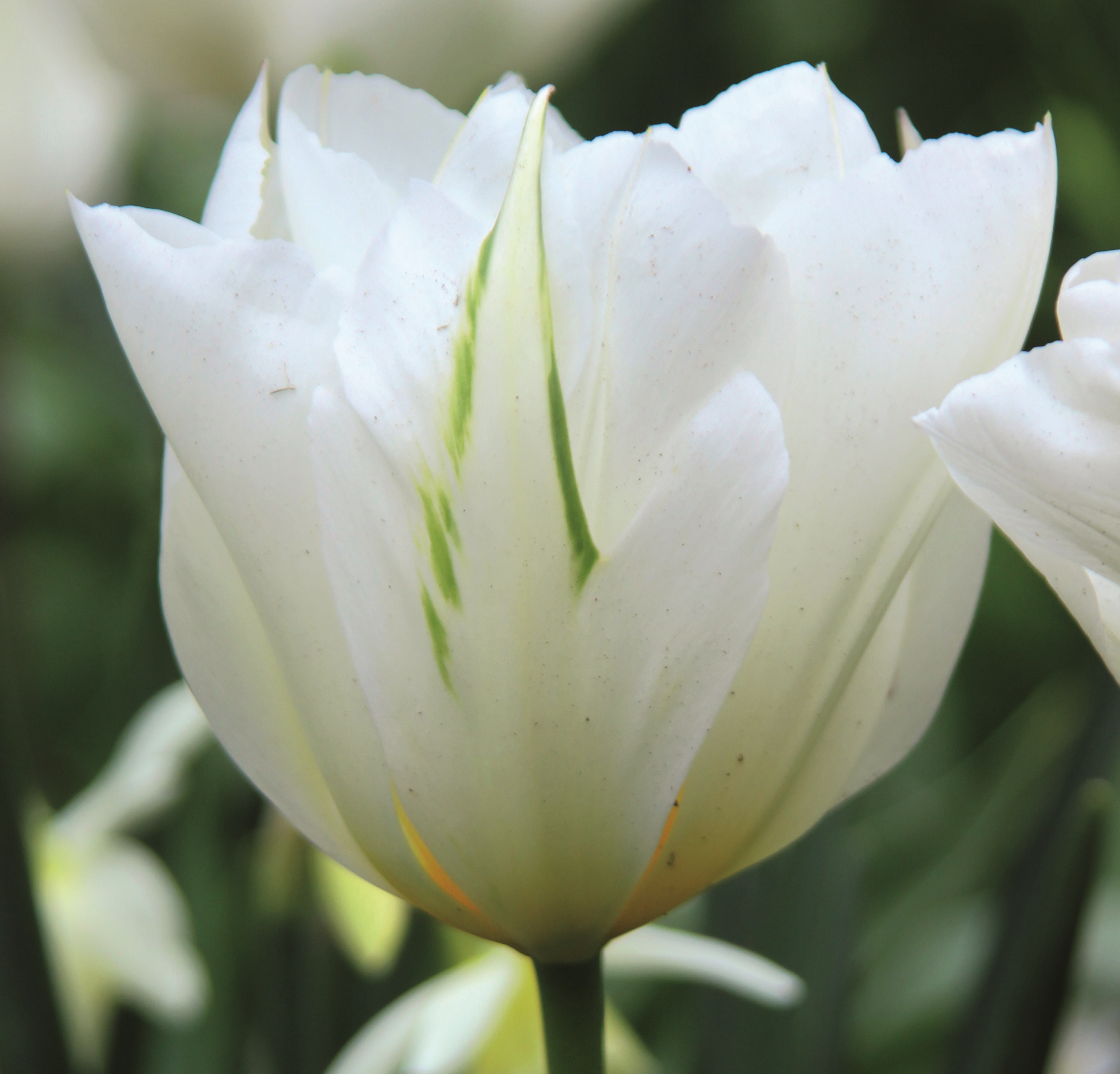 Tulipa, Fostera Exotic Emperor 11/12 | Sīpolpuķes | Onava.lv