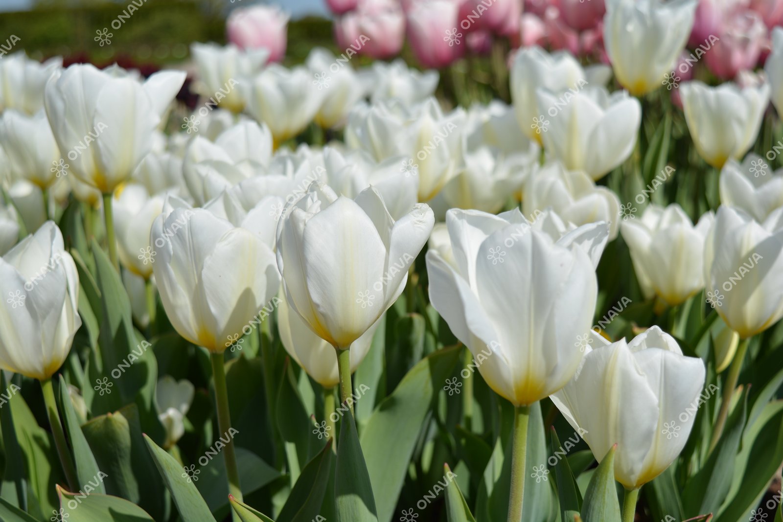 Tulipa, Fostera Purissima 11/12 | Sīpolpuķes | Onava.lv