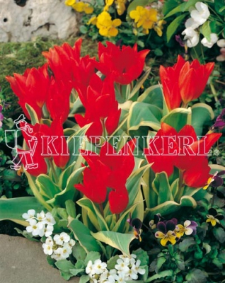 Tulipa praestans Unicum 10/+ | Sīpolpuķes | Onava.lv