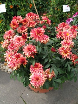 Dahlia hortensis Gallery Art Deco | Sīpolpuķes | Onava.lv