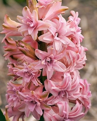 Hyacinthus orientalis Double Pink 15/16 | Sīpolpuķes | Onava.lv