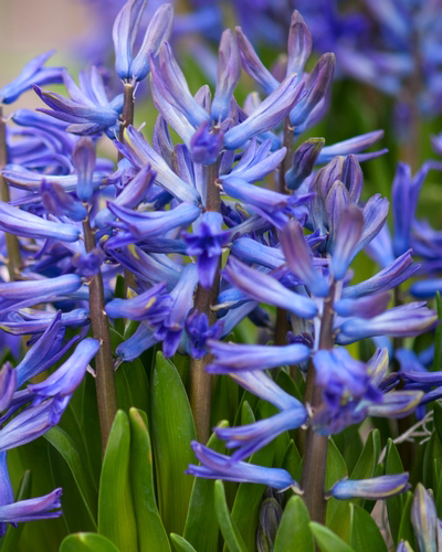Hyacinthus orientalis Multiflora Blue | Sīpolpuķes | Onava.lv