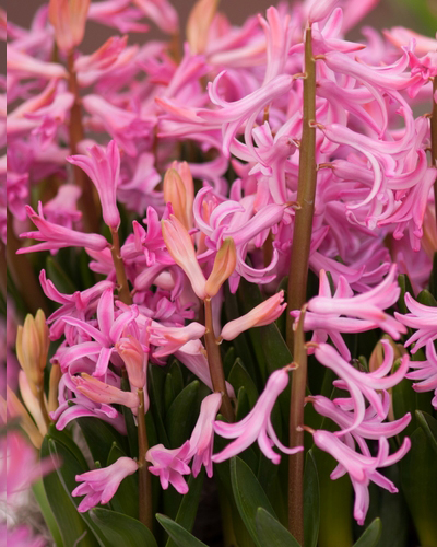 Hyacinthus orientalis Multiflora Pink | Sīpolpuķes | Onava.lv