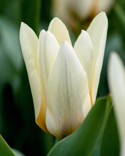 Tulipa, Fostera Concerto 12/+ | Sīpolpuķes | Onava.lv