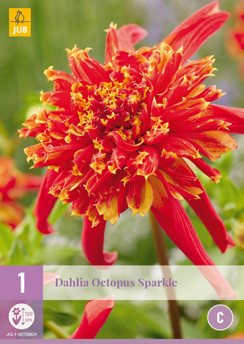 Dahlia hortensis Octopus Sparkle | Sīpolpuķes | Onava.lv