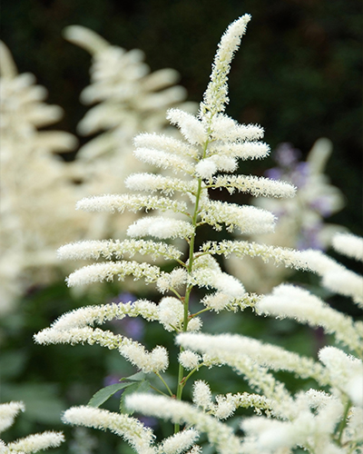 Astilbe japonica Washington 2/3 | Sīpolpuķes | Onava.lv