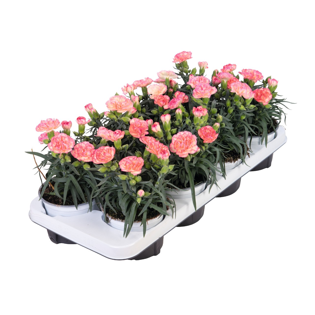 Dianthus caryophyllus Menorca Floriane | Jaunstādi | Onava.lv